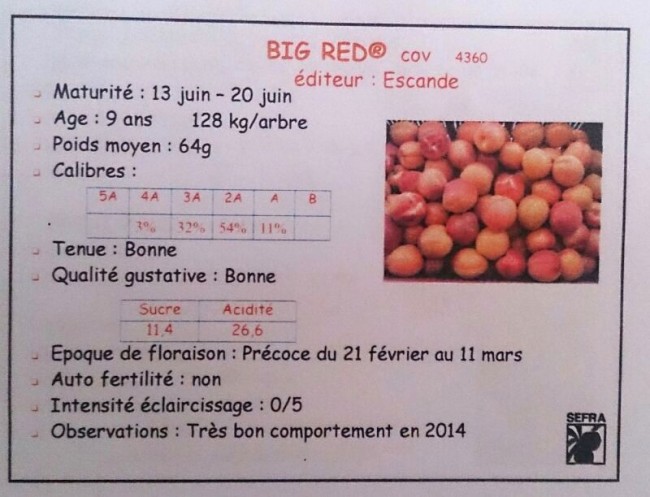 BIG RED® : résultats 2014 de la présentation variétale à la SEFRA ...