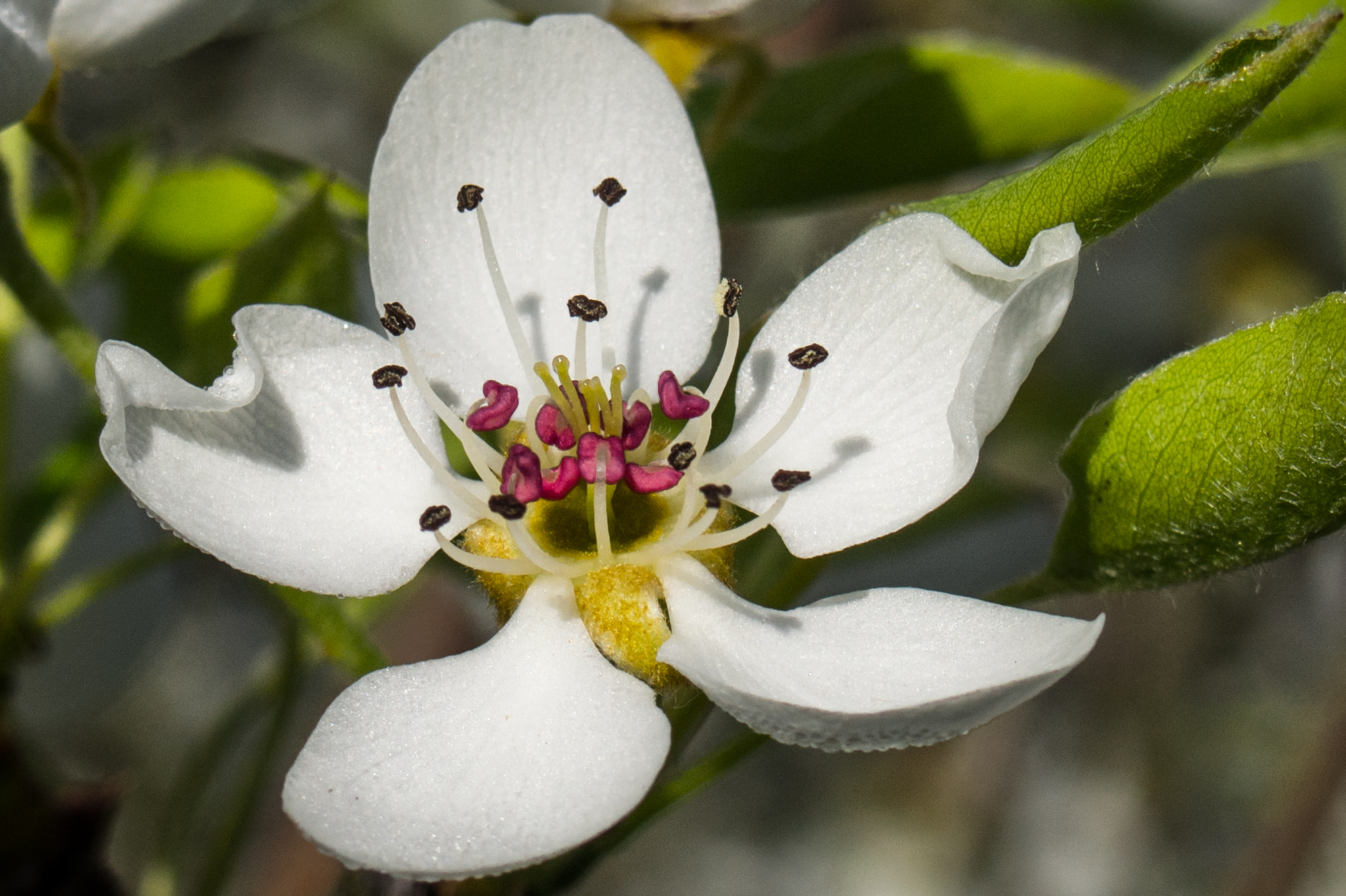 la floraison des poiriers bio - Blog Escande
